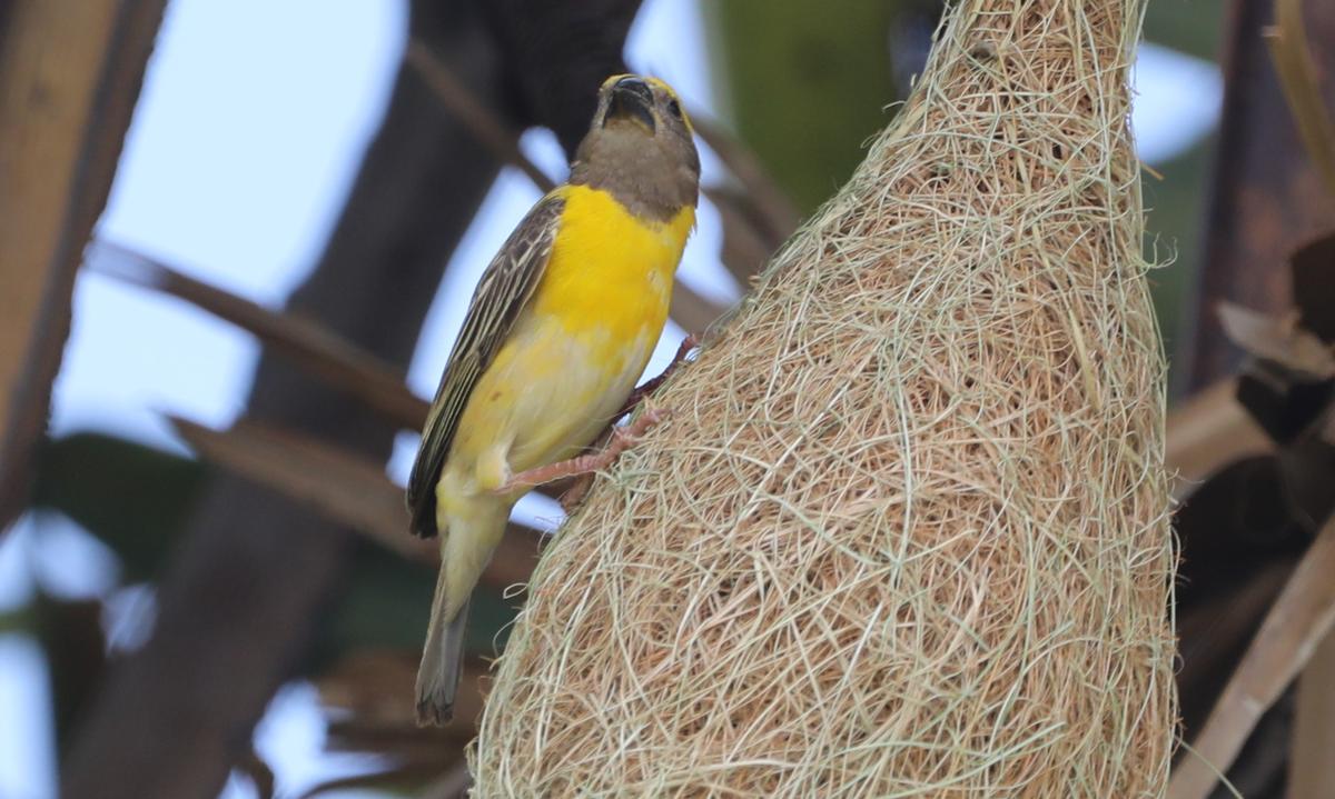Baya weavers ‘own’ palm tree in Ottiyambakkam again - The Hindu